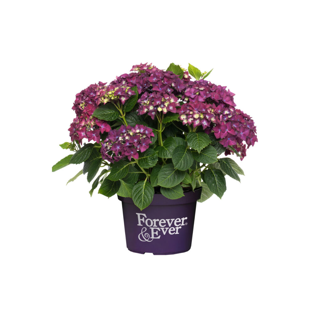 Hydrangea Macrophylla - Forever&Ever