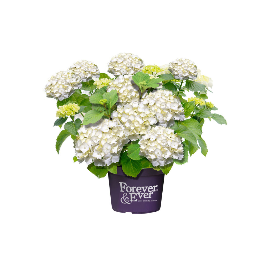 Hydrangea Macrophylla - Forever&Ever